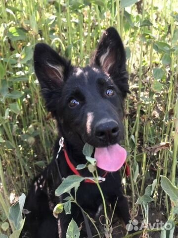 Черешня. Очаровательная собака в добрые руки