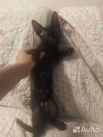 Корниш-рекс алиментный котенок