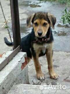 Щенок в хорошие руки