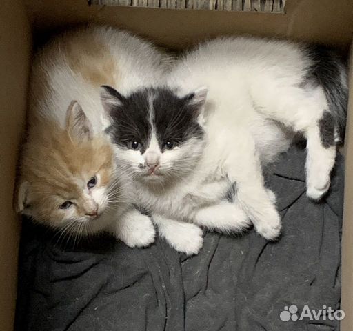 Котята в добрые руки