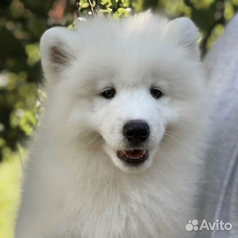 Самоед, кобель