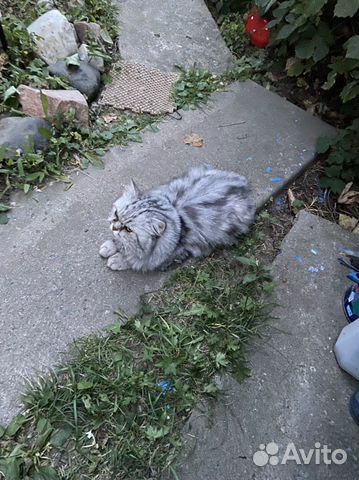 Кот на передержку или в добрые руки