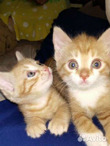 Рыжие котята девочки