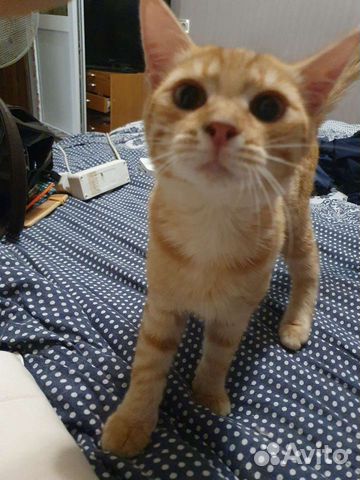 Котенок, кот