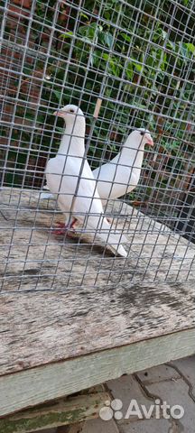 Голуби почтовые