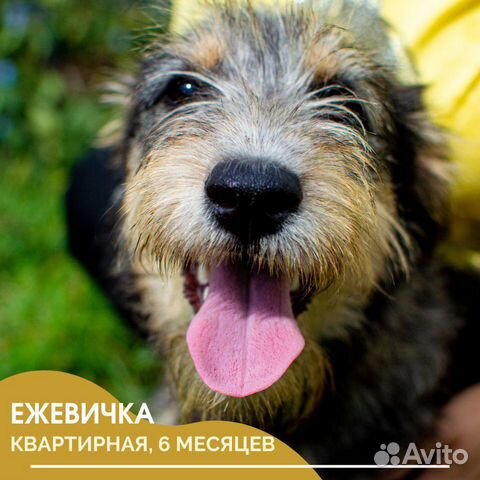 Мелкопородный щенок Ежевика