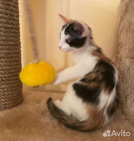 Трехцветный котёнок
