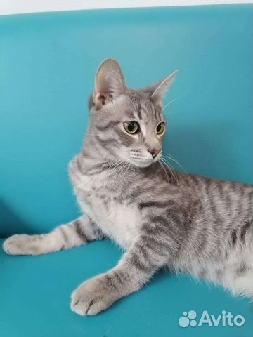 Шикарный голубой котенок