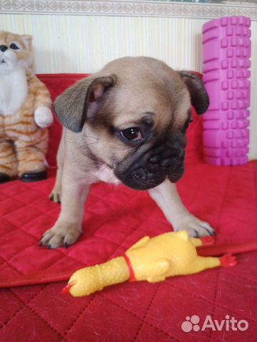 Французский бульдог