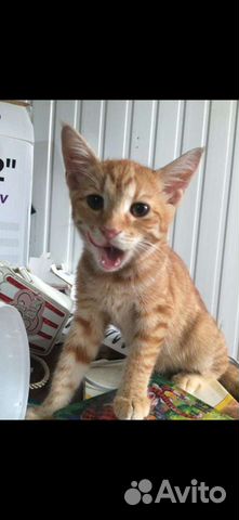 Котенок мальчик Рыжик ищет дом
