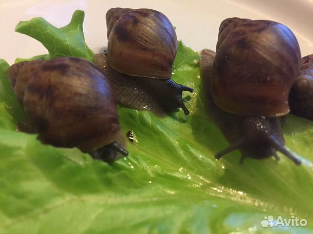 Ахатина тигр стандарт