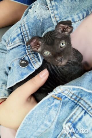 Котёнок сфинкс