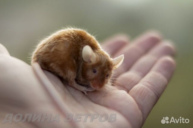 Декоративная мышь сатиновый рекс фавн мальчик