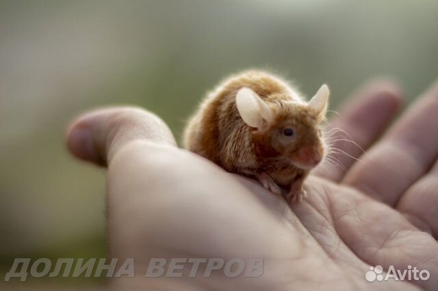 Разноцветные мышки девочки, рексы, сатины, голые