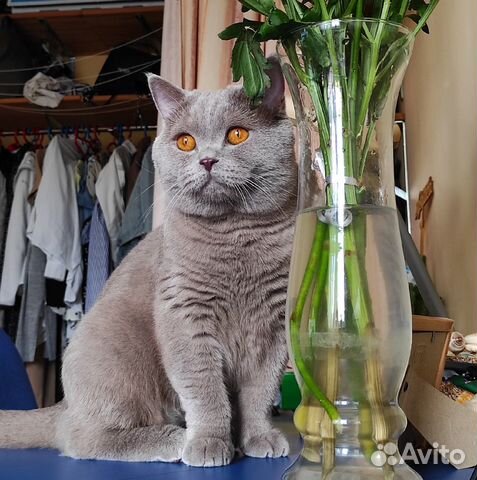 Вязка кот британец