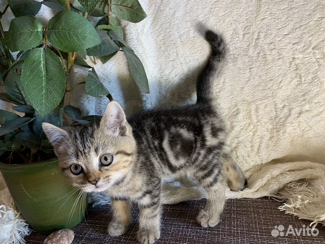 Шотланский мраморный котёнок