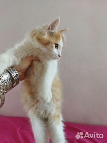 Отдаем котенка Рыжее солнышко