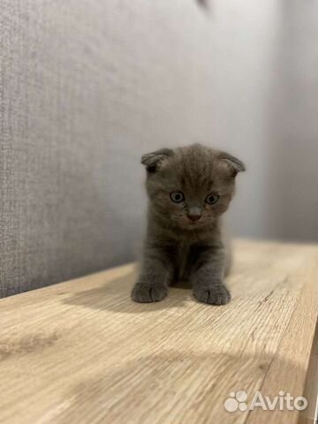 Шотландские котята