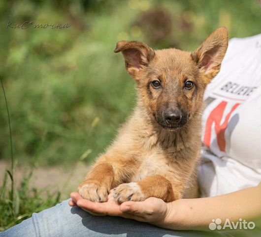 Милый щенок Коржик