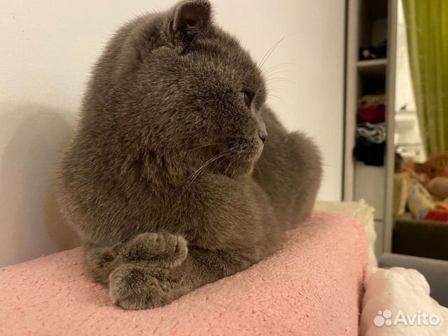 Малолая кошка. Шотланская вислоухая