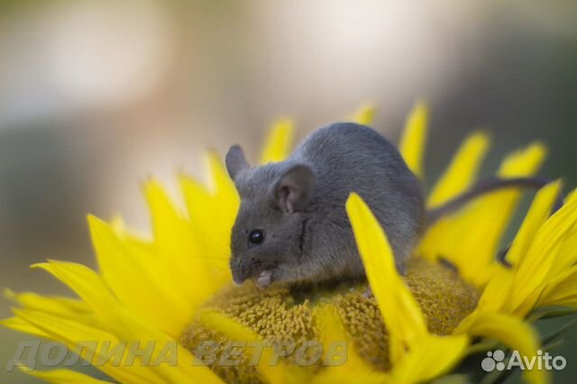 Декоративная мышь голубая, мальчик, 2 мес