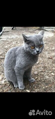 Британский кот