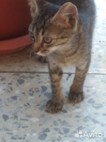 Отдадим котенка