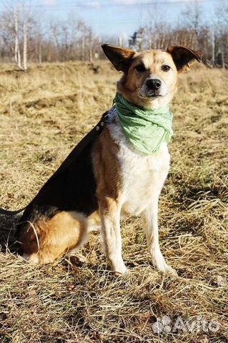 Помоги хвостику обрести семью