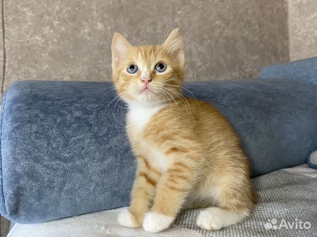 Метис бобтейла