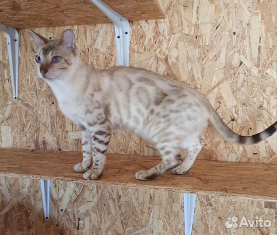 Бенгальские снежные котики