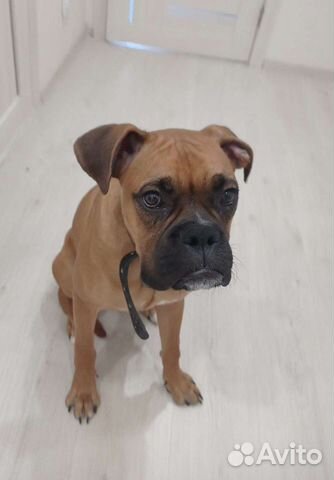 Щенок боксер в добрые руки