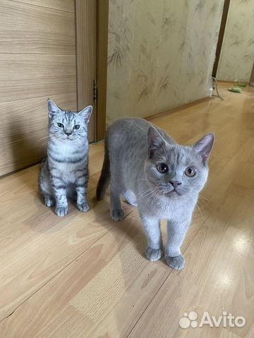 Котята окрас лиловый и вискас (ns24) есть документ