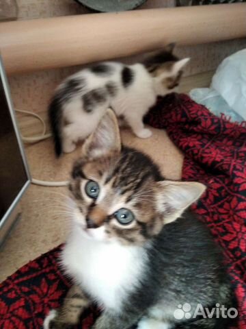 Кошечка от крыселовки в поколении