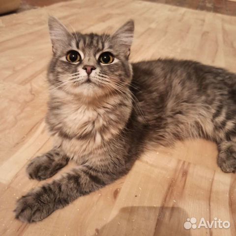 Кошка Рошель