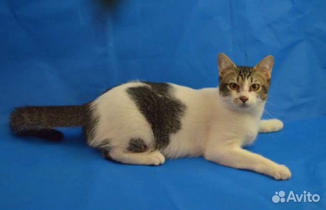 Котик в добрые руки