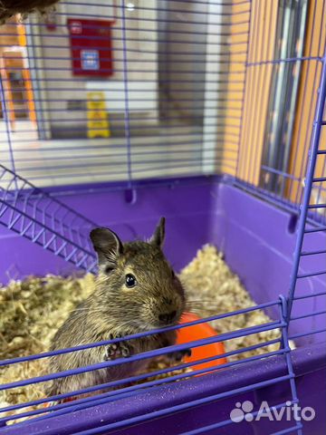 Чилийские белки дегу