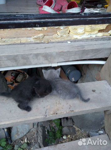 Прелесные котятки