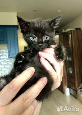 Чёрный котенок Гектор 1.5 месяца