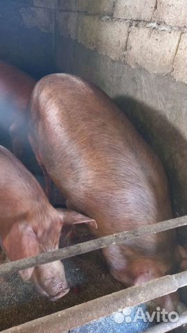 Свиньи на мясо
