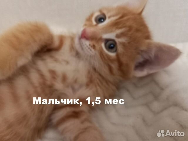 Рыжий приютский котенок ищет дом, привезу