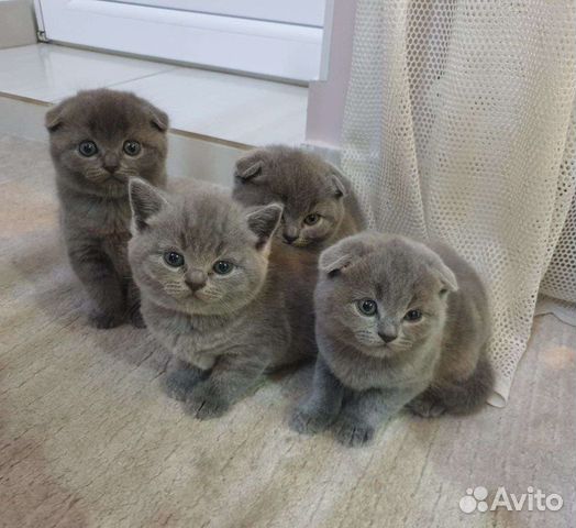 Голубая прелесть