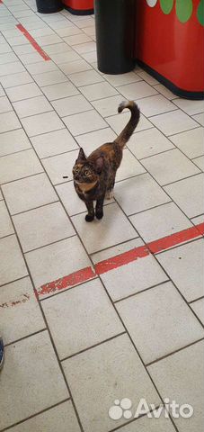 Отлам бесплатно кошку