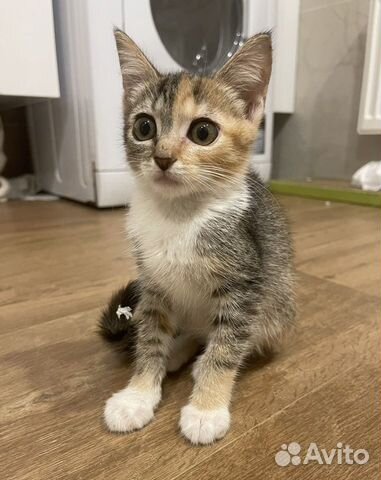 Трехцветная кошечка, котенок 3.5 мес