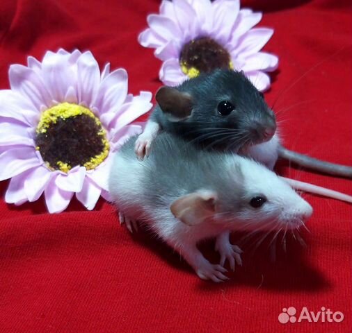 Крысята дамбо от rat love13.85