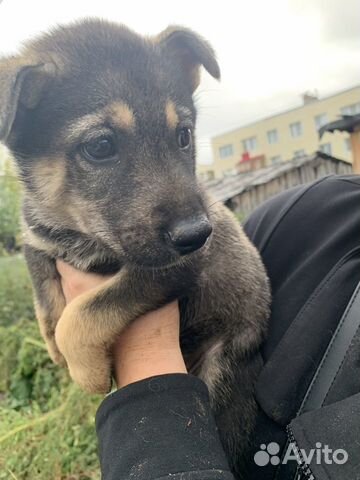 Собаки бесплатно в добрые руки