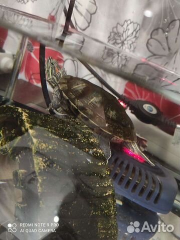 Красноухая черепаха бесплатно