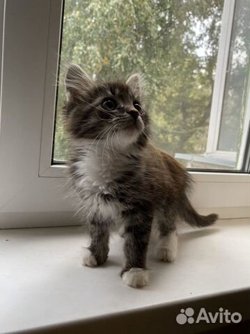 Котенок