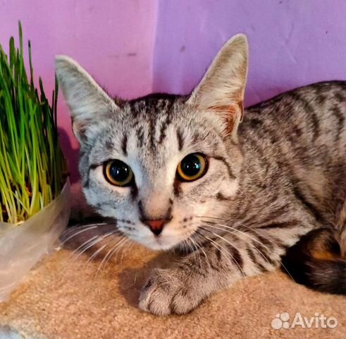 Котёнок Фёдор ищет дом