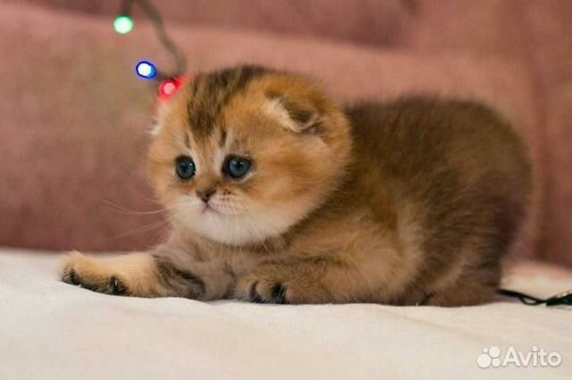 Котята золотая шиншилла