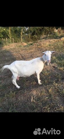 Коза дойная молочная